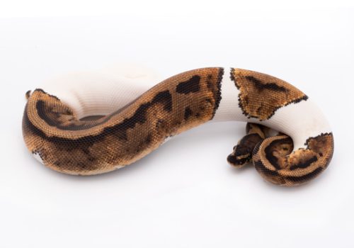 Available – REALITY BALL PYTHON