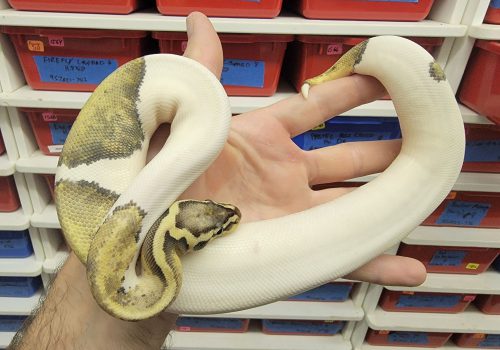 Available – REALITY BALL PYTHON