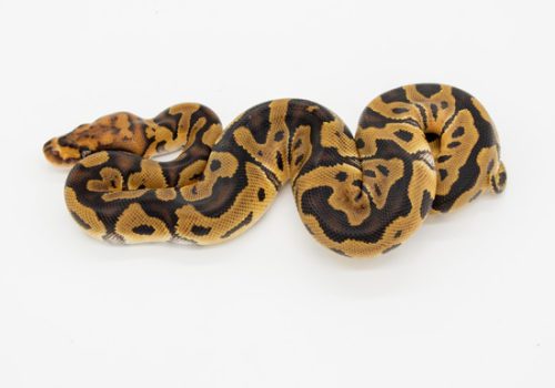 REALITY BALL PYTHON