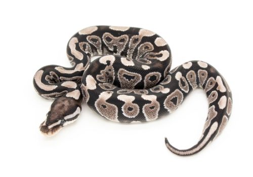 REALITY BALL PYTHON