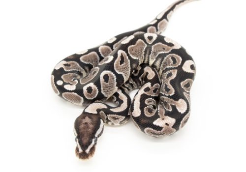 Available – REALITY BALL PYTHON