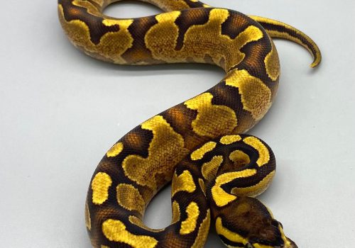 REALITY BALL PYTHON