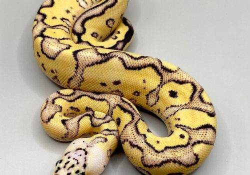 REALITY BALL PYTHON
