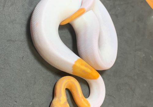 REALITY BALL PYTHON