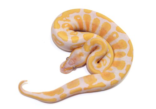 Pre-Order Ball Pythons – REALITY BALL PYTHON