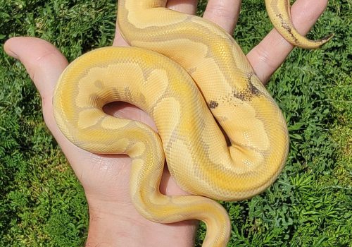 Pre-Order Ball Pythons – REALITY BALL PYTHON