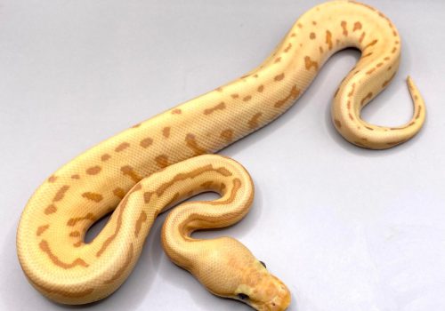 Pre-Order Ball Pythons – REALITY BALL PYTHON