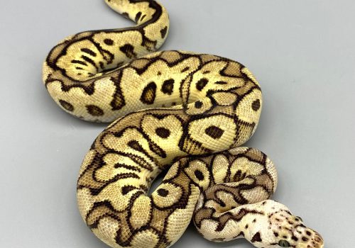 REALITY BALL PYTHON