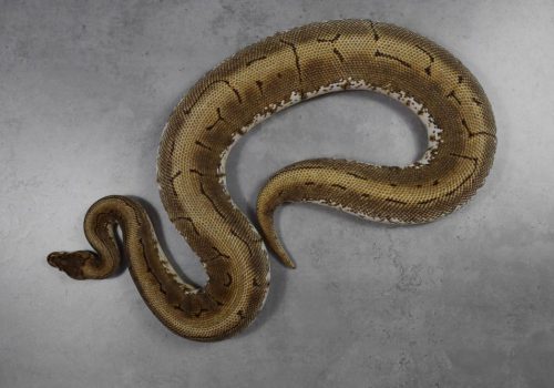 Available – REALITY BALL PYTHON