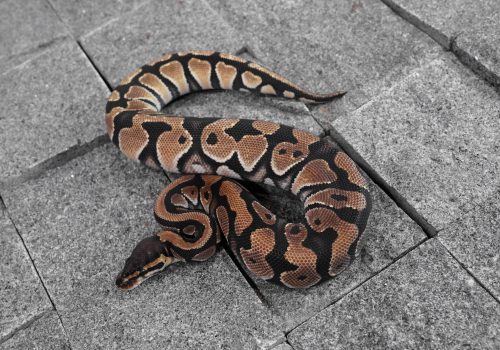 Available – REALITY BALL PYTHON