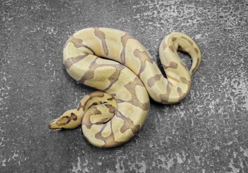 Available – REALITY BALL PYTHON