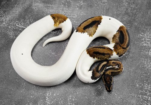 Available – REALITY BALL PYTHON