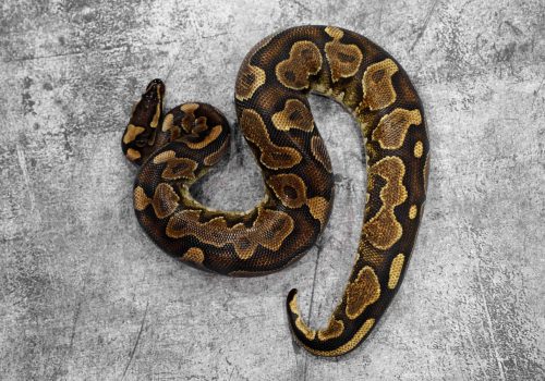 Available – REALITY BALL PYTHON