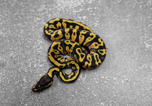 Available – REALITY BALL PYTHON