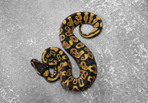 Available – REALITY BALL PYTHON