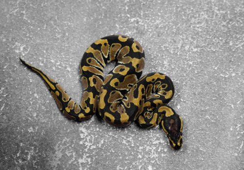 Available – REALITY BALL PYTHON