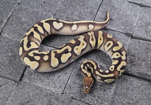 REALITY BALL PYTHON