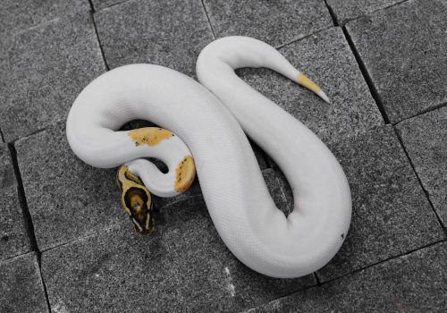 REALITY BALL PYTHON