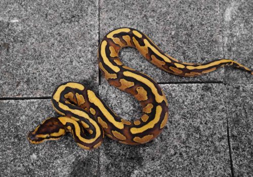 Stock in Thailand – REALITY BALL PYTHON