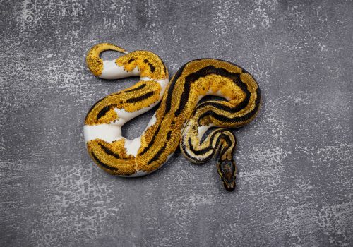 Available – REALITY BALL PYTHON
