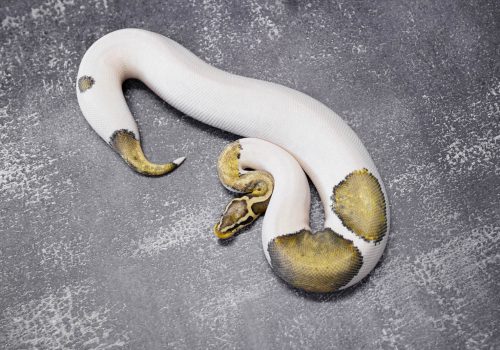 Available – REALITY BALL PYTHON