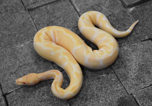 REALITY BALL PYTHON