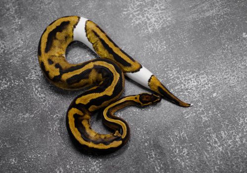 Available – REALITY BALL PYTHON