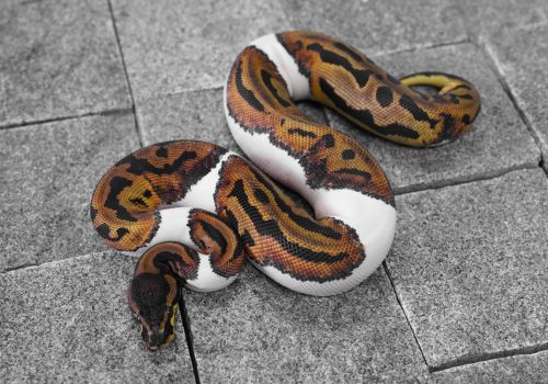 REALITY BALL PYTHON