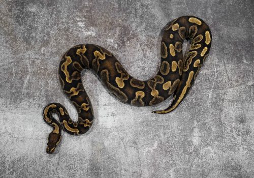 Available – REALITY BALL PYTHON