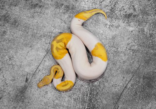 Available – REALITY BALL PYTHON