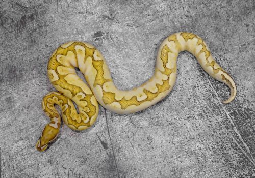 Stock in Thailand – REALITY BALL PYTHON