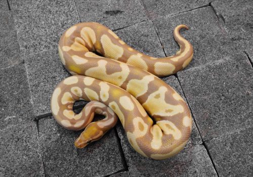 Available – REALITY BALL PYTHON