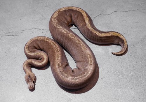 Available – REALITY BALL PYTHON