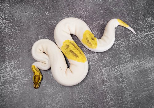 Available – REALITY BALL PYTHON