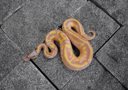 Stock in Thailand – REALITY BALL PYTHON