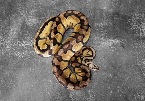 Available – REALITY BALL PYTHON
