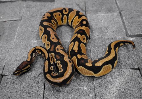 REALITY BALL PYTHON