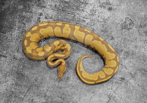 Available – REALITY BALL PYTHON