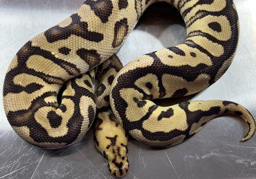 REALITY BALL PYTHON