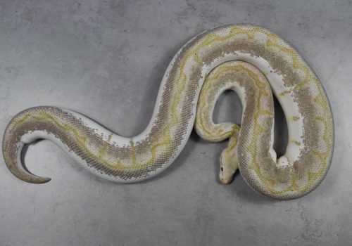 Stock in Thailand – REALITY BALL PYTHON