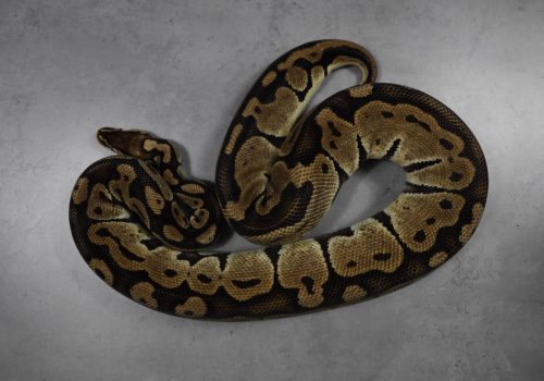 Available – REALITY BALL PYTHON