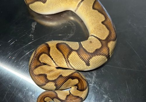 REALITY BALL PYTHON