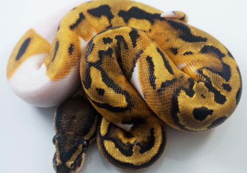 REALITY BALL PYTHON